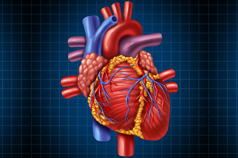 Conditions of the Heart Conditions of the Heart
